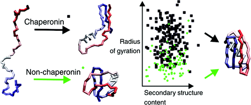 Simulation of Chaperonin Effect on Protein Folding: A Shift from ...