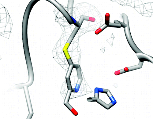 On the Mechanism of Dimethylarginine Dimethylaminohydrolase ...