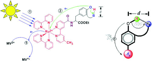 Proton-Coupled Electron Transfer from Tyrosine: A Strong Rate ...