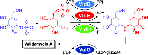 Pseudoglycosyltransferase Catalyzes Nonglycosidic C–N Coupling in ...
