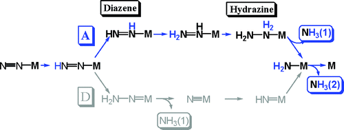 ENDOR/HYSCORE Studies of the Common Intermediate Trapped during ...