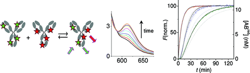 Mechanism of Immunoglobulin G4 Fab-arm Exchange,Journal of the American ...