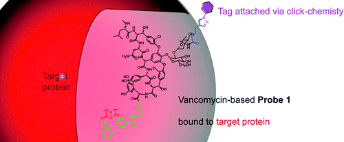 Unraveling the Protein Targets of Vancomycin in Living S. aureus and E ...