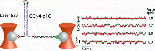 Highly Anisotropic Stability and Folding Kinetics of a Single Coiled ...