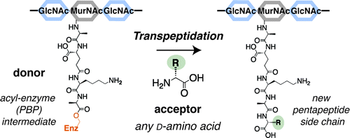 Transpeptidase-Mediated Incorporation ofd-Amino Acids into Bacterial ...