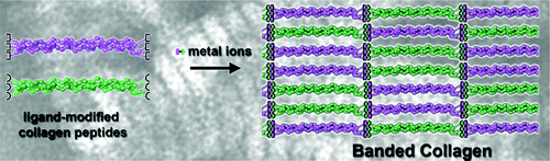 Metal-Mediated Tandem Coassembly of Collagen Peptides into Banded ...