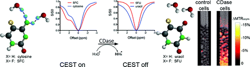 使用抗磁性化学交换饱和转移磁共振成像造影剂监测酶活性,Journal of the American Chemical Society - X-MOL