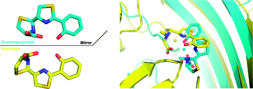 Pyochelin Enantiomers and Their Outer-Membrane Siderophore Transporters ...