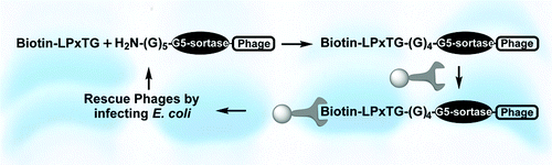 Directed Evolution of Sortase A Mutants with Altered Substrate ...