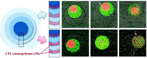 Multiple Polymersomes for Programmed Release of Multiple Components ...