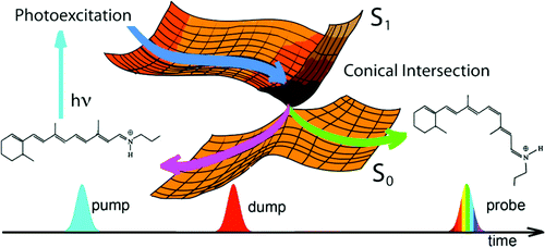 Population Branching in the Conical Intersection of the Retinal ...
