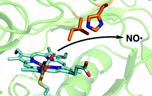 Gating NO Release from Nitric Oxide Synthase,Journal of the American ...