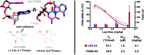 Synthesis, Improved Antisense Activity and Structural Rationale for the ...