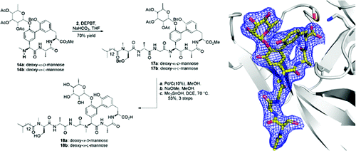 Synthesis and Characterization of the Arylomycin Lipoglycopeptide ...