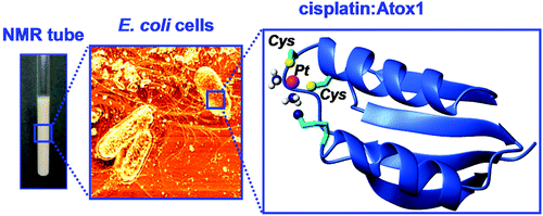 Probing the Interaction of Cisplatin with the Human Copper Chaperone ...