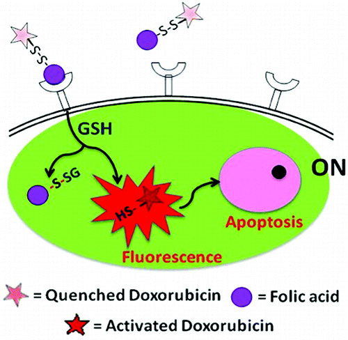 用于双靶向癌症成像和治疗的细胞特异性、可激活和治疗诊断前药,Journal of the American Chemical Society ...