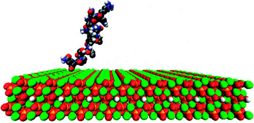 基质 Gla 蛋白通过与羟基磷灰石晶体直接相互作用抑制异位钙化,Journal of the American Chemical ...
