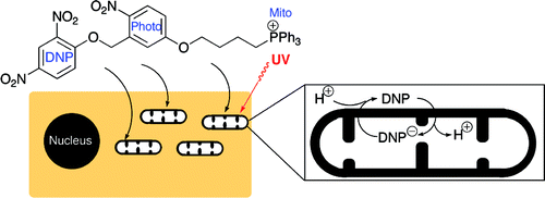 Selective Uncoupling of Individual Mitochondria within a Cell Using a ...