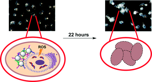 Plasmonic Imaging of Human Oral Cancer Cell Communities during ...