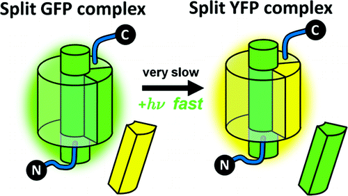 Thermodynamics, Kinetics, and Photochemistry of β-Strand Association ...