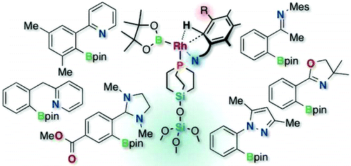 Rh-CatalyzedOrtho-Selective C–H Borylation ofN-Functionalized Arenes ...