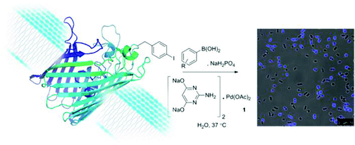 Palladium-Mediated Cell-Surface Labeling,Journal of the American ...