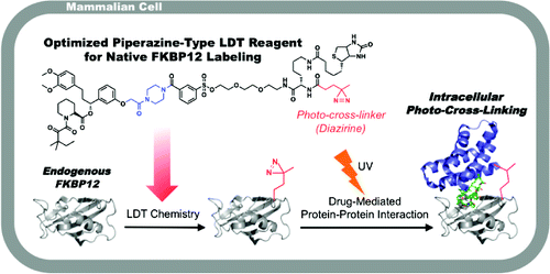 Native FKBP12 Engineering by Ligand-Directed Tosyl Chemistry: Labeling ...