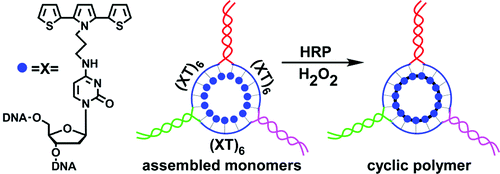 DNA-Programmed Modular Assembly of Cyclic and Linear Nanoarrays for the ...