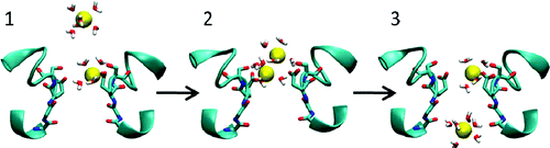 Mechanism of Ion Permeation and Selectivity in a Voltage Gated Sodium ...