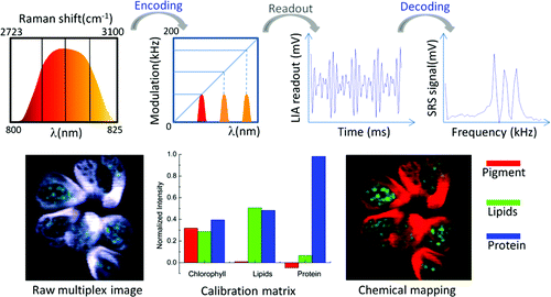 Quantitative Chemical Imaging with Multiplex Stimulated Raman ...