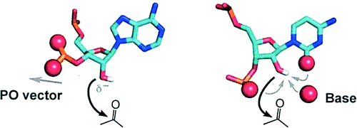 The Mechanisms of RNA SHAPE Chemistry,Journal of the American Chemical ...