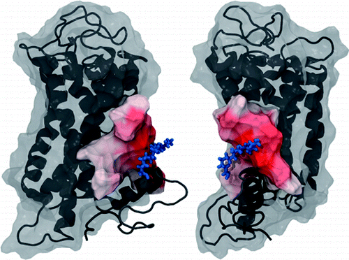 Molecular Dynamics Simulations Reveal Specific Interactions of Post ...