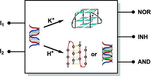 用于执行分子逻辑的寡核苷酸结构基序的输入依赖性诱导,Journal of the American Chemical Society - X-MOL