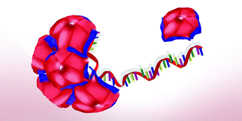 RNA Encapsidation by SV40-Derived Nanoparticles Follows a Rapid Two ...