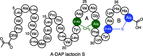 羊毛硫抗生素肽Lactocin S活性稳定二氨基庚二酸酯类似物的合成,Journal of the American Chemical ...