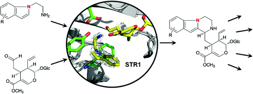 Scaffold Tailoring by a Newly Detected Pictet–Spenglerase Activity of ...