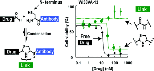 Site-Specific Traceless Coupling of Potent Cytotoxic Drugs to ...