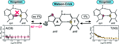 使用 NMR 弛豫色散和单原子取代探测经典双链 DNA 中的瞬态 Hoogsteen 氢键,Journal of the American ...