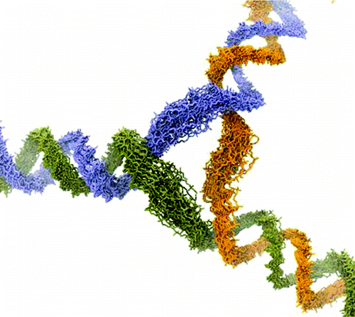 完全互补的三路 DNA 连接中的分支点扩展,Journal of the American Chemical Society - X-MOL