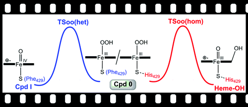 A Single-Site Mutation (F429H) Converts the Enzyme CYP 2B4 into a Heme ...