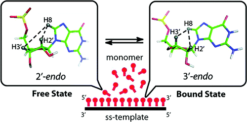activated-ribonucleotides-undergo-a-sugar-pucker-switch-upon-binding-to