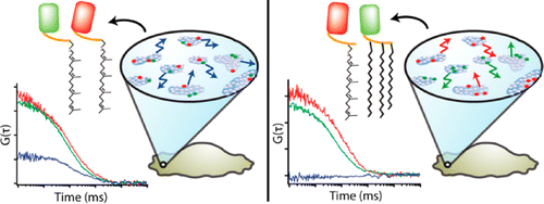 通过 PIE-FCCS 监测细胞膜中的脂锚组织,Journal of the American Chemical Society - X-MOL