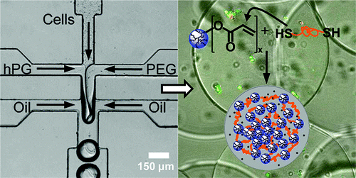 Controlled Synthesis of Cell-Laden Microgels by Radical-Free Gelation ...