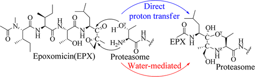 Epoxomicin 抑制蛋白酶体的基本反应途径和自由能分布,Journal of the American Chemical Society ...