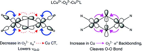 [{Cu(MeAN)}2(μ-η2:η2(O22–))]2+ 的几何和电子结构，具有异常长的 O-O 键：O-O 键弱化与还原裂解活化 ...