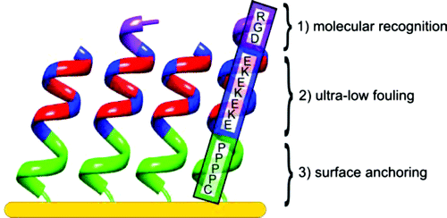 Sequence, Structure, and Function of Peptide Self-Assembled Monolayers,Journal of the American ...