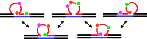 Energy Landscapes of Dynamic Ensembles of Rolling Triplet Repeat Bulge ...