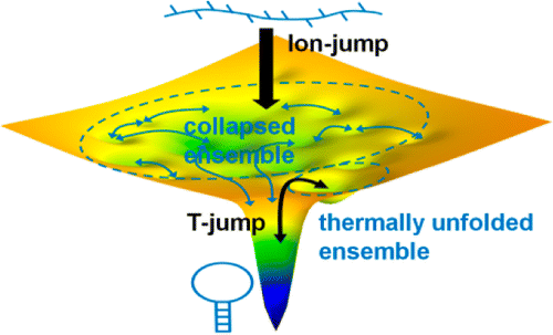 使用激光温度跳跃和微流体混合探索核酸发夹的能量景观,Journal of the American Chemical Society - X-MOL