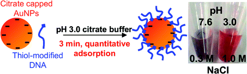 Instantaneous and Quantitative Functionalization of Gold Nanoparticles ...