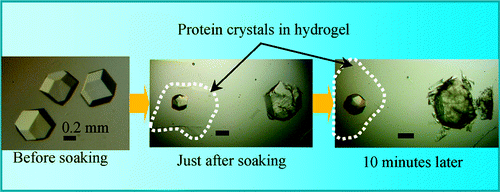Growth of Protein Crystals in Hydrogels Prevents Osmotic Shock,Journal ...
